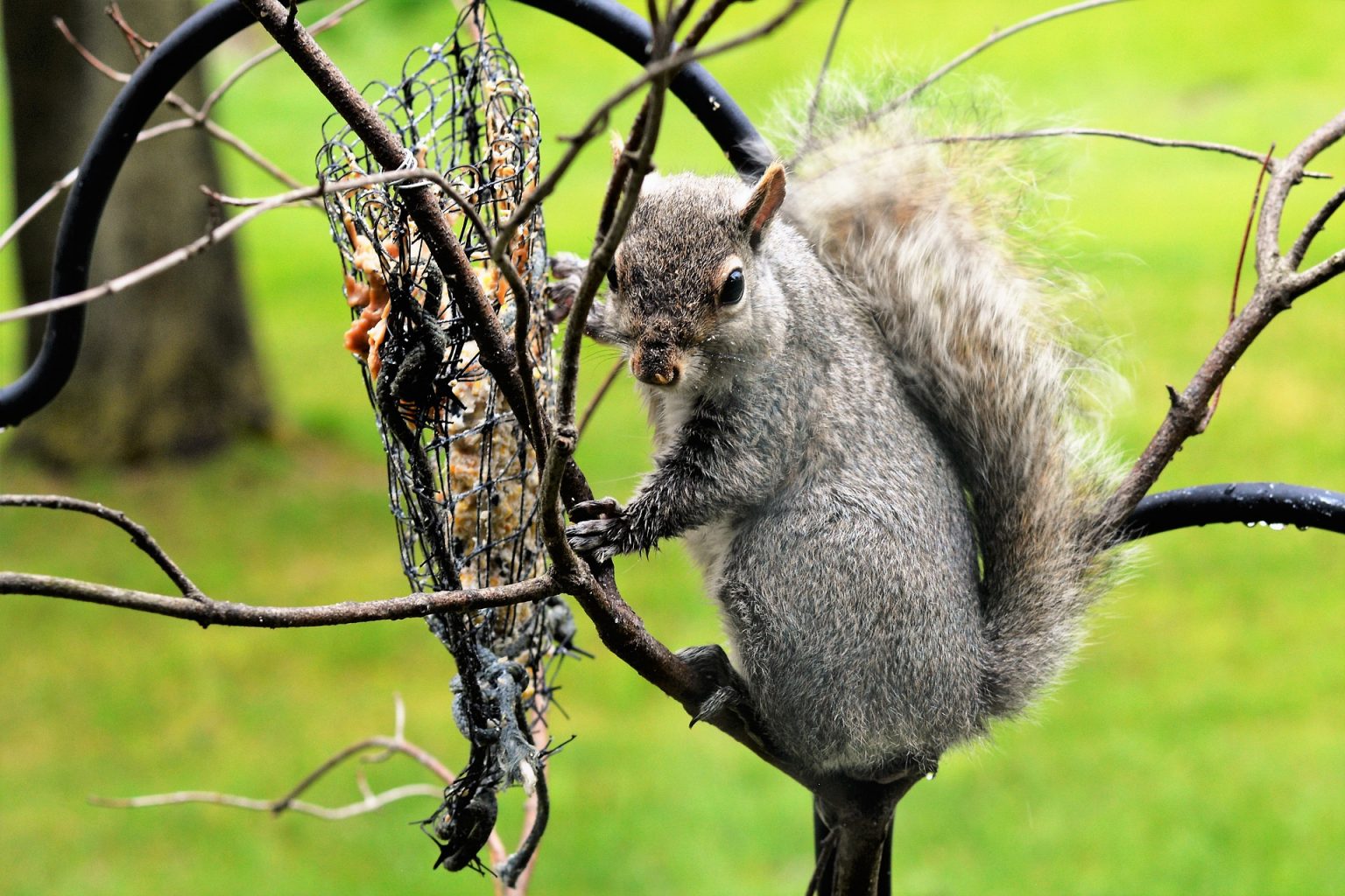 5 Best Squirrel Baffles & Guards Reviewed (Top Picks) - BirdingHub