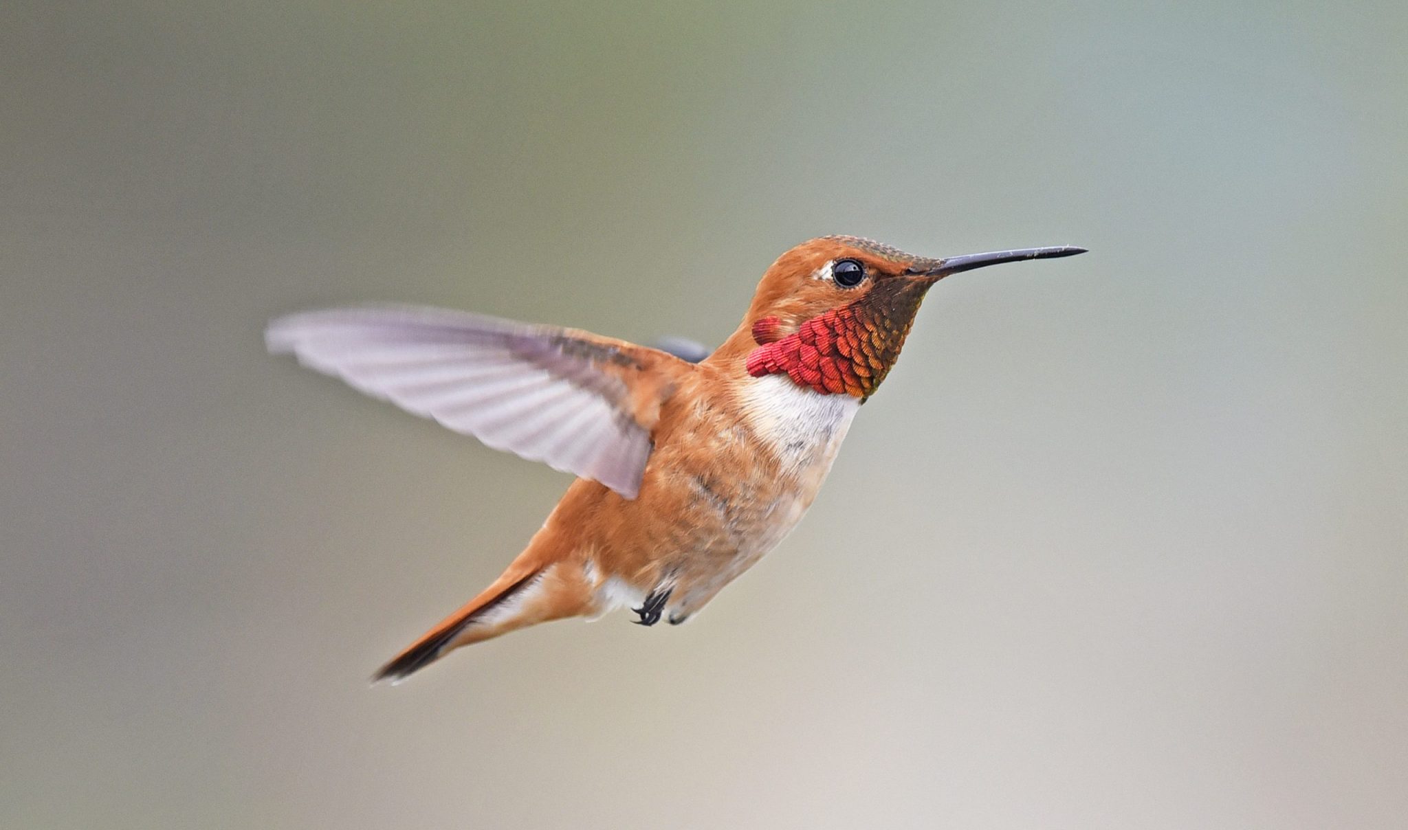 8 Most Common Hummingbird Species (Full Details) - BirdingHub