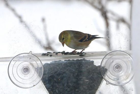 5 Best Window Bird Feeders for Clear Viewing (Practical Designs ...