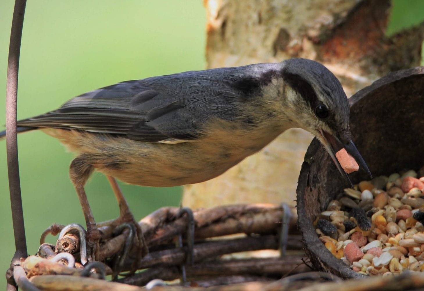 10 Best Bird Seed Choices for Your Backyard in 2025 - BirdingHub