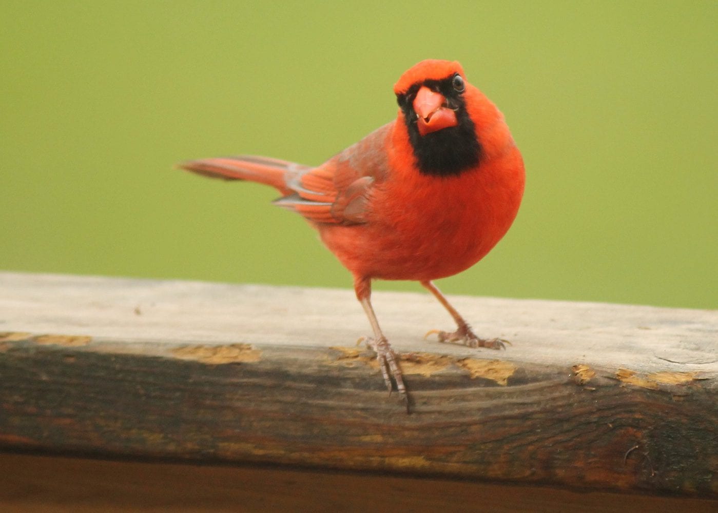 7 Hidden Meanings of Red Cardinals at Your Window Revealed - BirdingHub