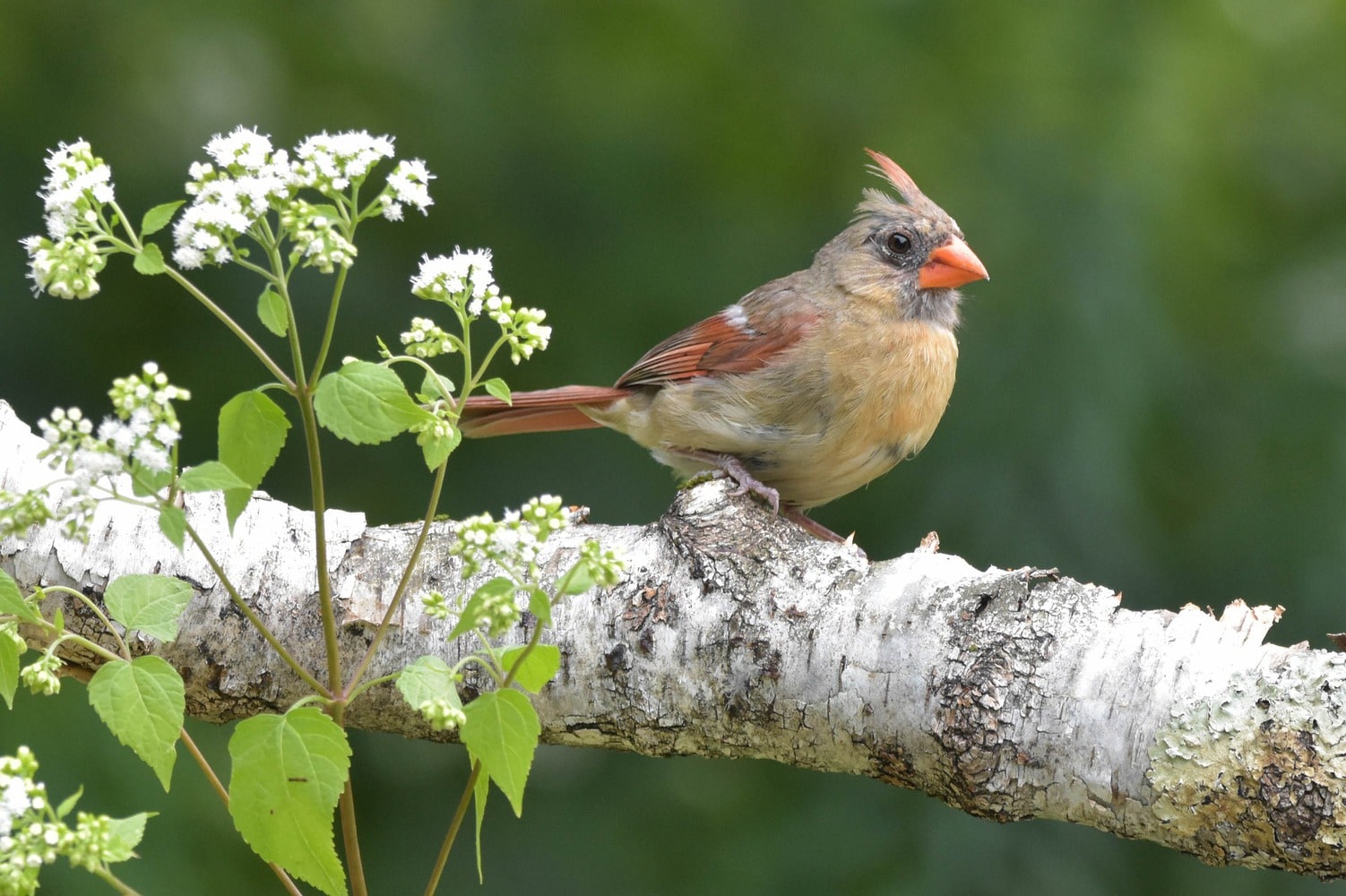5 Best Cardinal Bird Feeders: What To Look For - BirdingHub