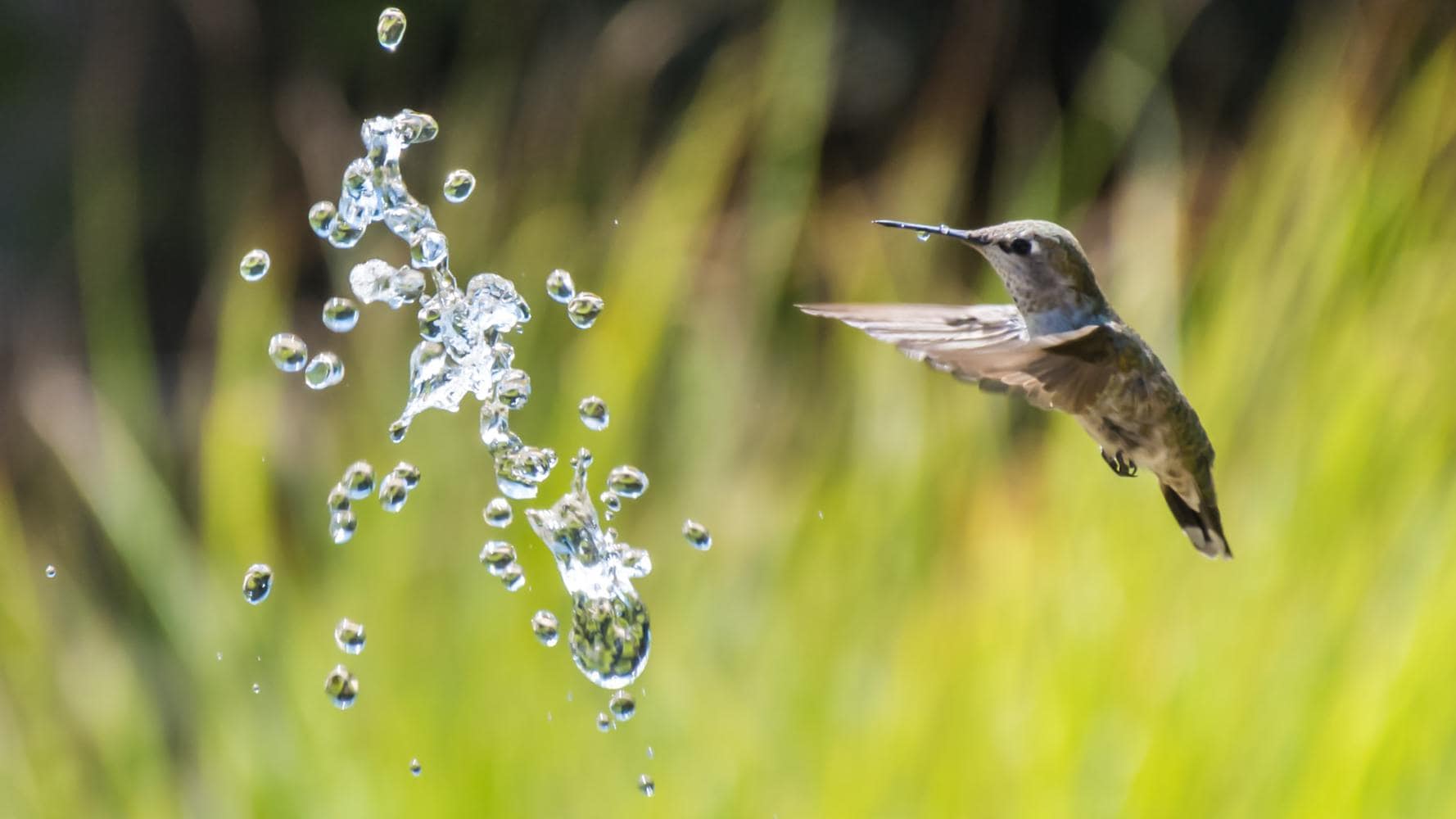 5 Best Hummingbird Bird Baths & Water Fountains (2025 Upd.)