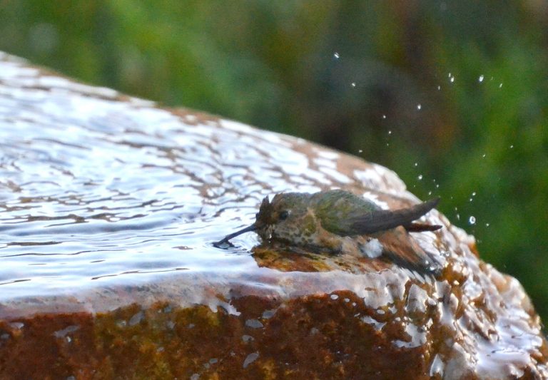 5 Best Hummingbird Bird Baths & Water Fountains (2025 Upd.)