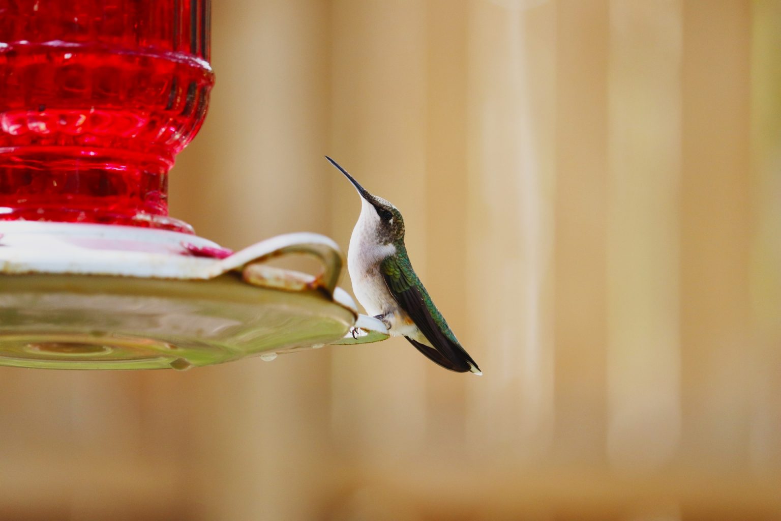 6 Best Hummingbird Feeders EVER: Full Review (& Update) - BirdingHub