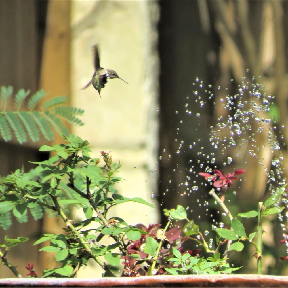 5 Best Hummingbird Bird Baths & Water Fountains (2025 Upd.)