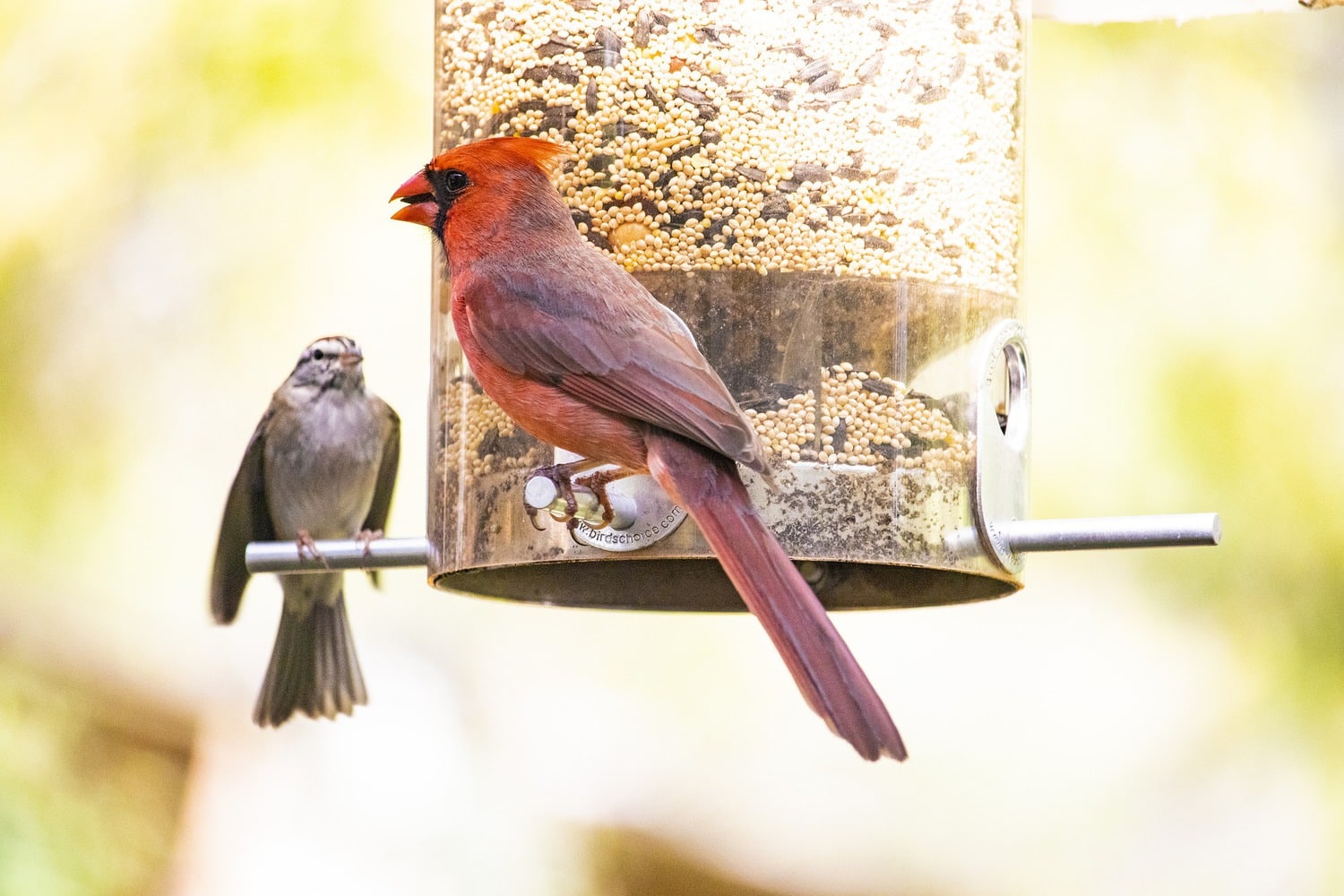 5 Best Cardinal Bird Feeders: What To Look For - BirdingHub