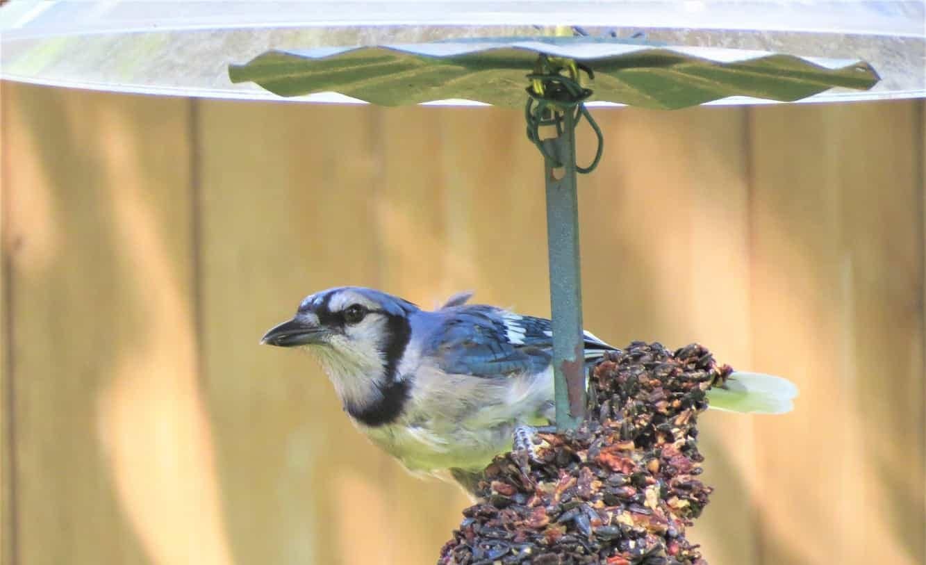 4 Best Blue Jay Feeders For An Amazing Treat - BirdingHub