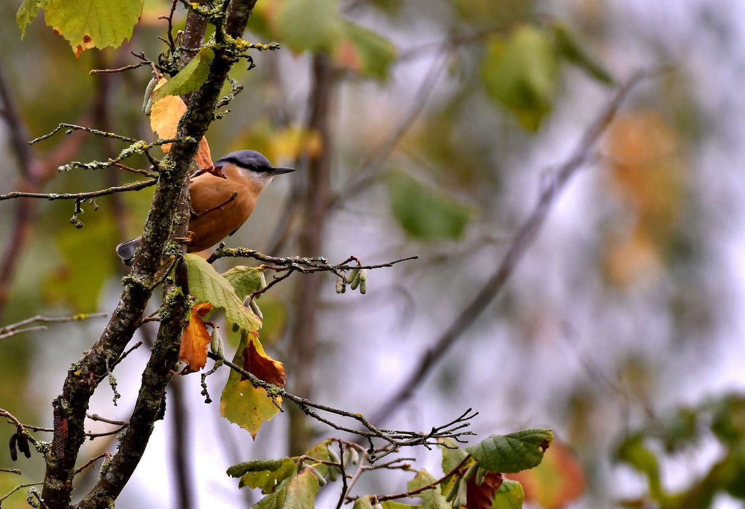 Free Bird House Plans: DIY Guides For Attracting Nesters