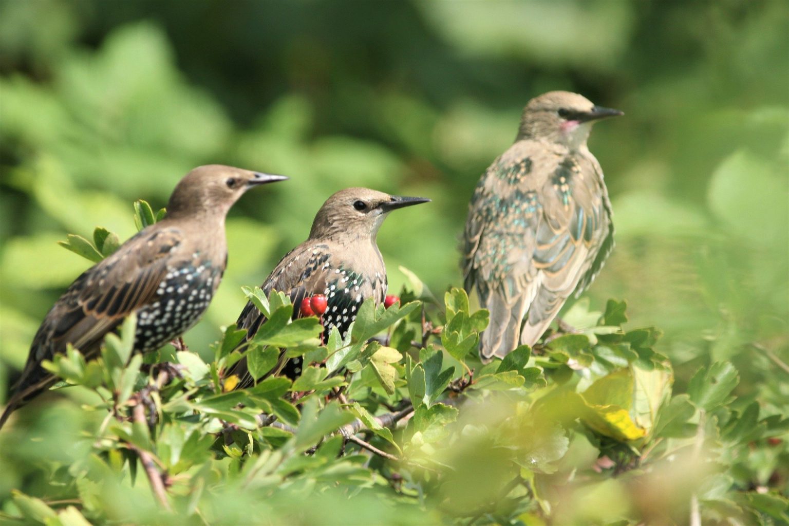 How To Get Rid Of Starlings Effectively (Foolproof Ideas) - BirdingHub