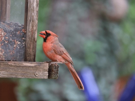 Best Bird Seed For Cardinals (Top 5 Mixes) - BirdingHub