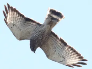 Hawks in Minnesota: Top 10 Species (ID Guide w/ Pictures) - BirdingHub