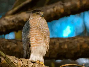 13 Types of Hawks in California (Get A Closer Look) - BirdingHub