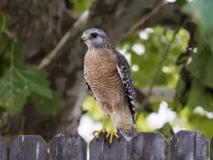 Hawks in Minnesota: Top 10 Species (ID Guide w/ Pictures) - BirdingHub