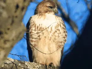 Hawks in Minnesota: Top 10 Species (ID Guide w/ Pictures) - BirdingHub