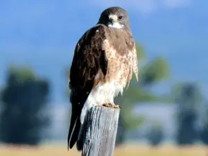 Hawks in Minnesota: Top 10 Species (ID Guide w/ Pictures) - BirdingHub