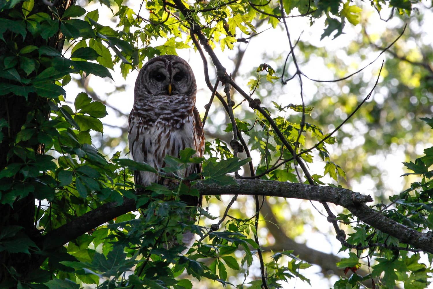 12 Owls in Texas: Discover More Than Their Spooky Side - BirdingHub