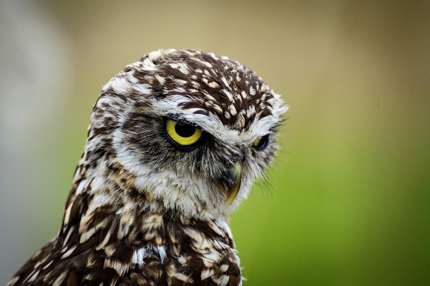 Owls in Georgia: 8 Native & Rare Species - BirdingHub