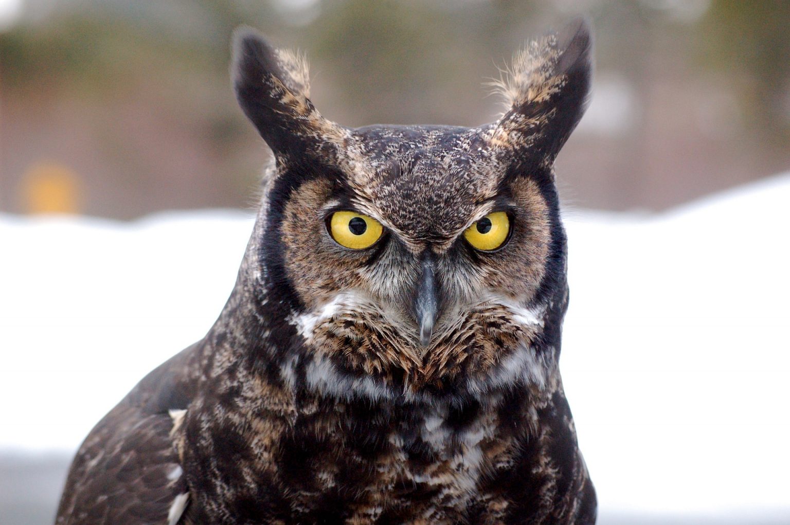 11 Michigan Owl Species (Identification & Location Guide)