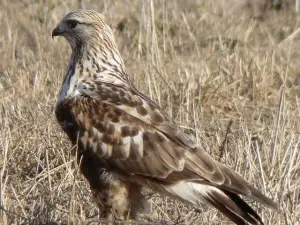 9 Species of Colorado Hawks (Identifying Sounds & Features)