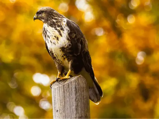 9 Species of Colorado Hawks (Identifying Sounds & Features)
