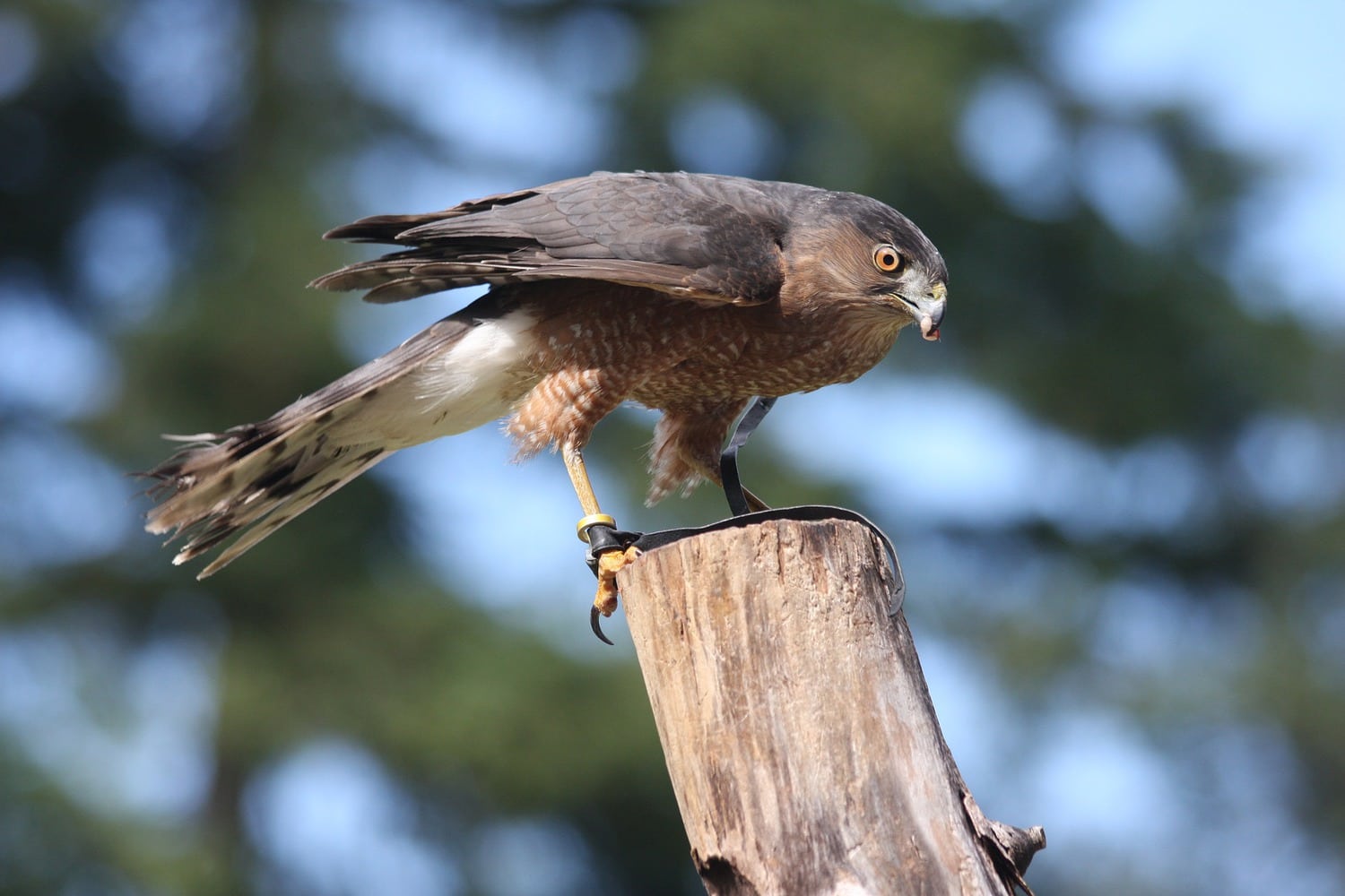 6 Types Of Hawks In Georgia: Native Species (w/ Pictures)