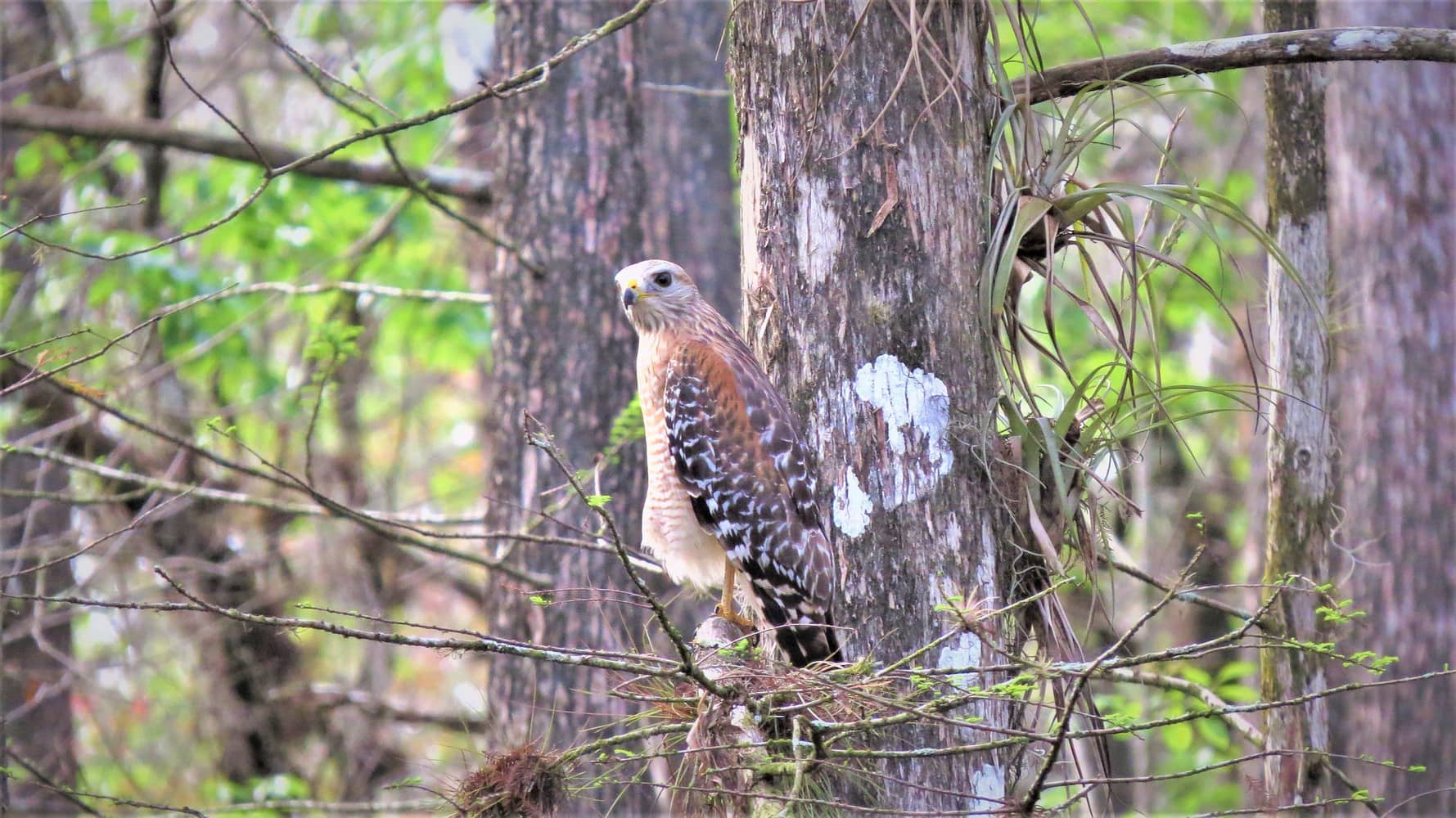 6 Types Of Hawks In Georgia: Native Species (w/ Pictures)