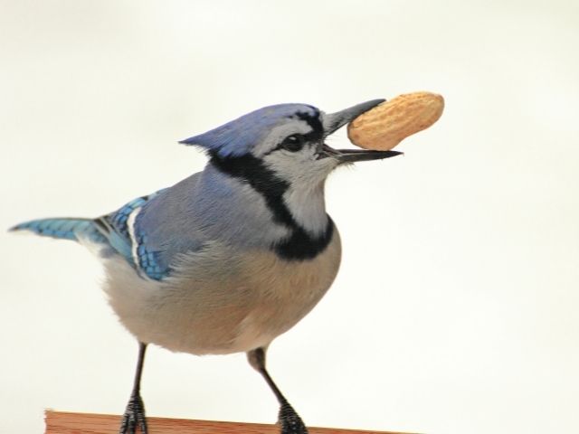 12 Crested Birds of North America (Picturesque Species)