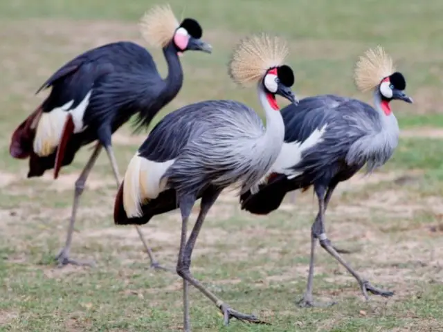 12 Crested Birds of North America (Picturesque Species)