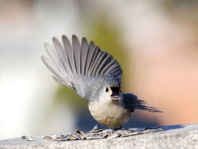 12 Crested Birds of North America (Picturesque Species)