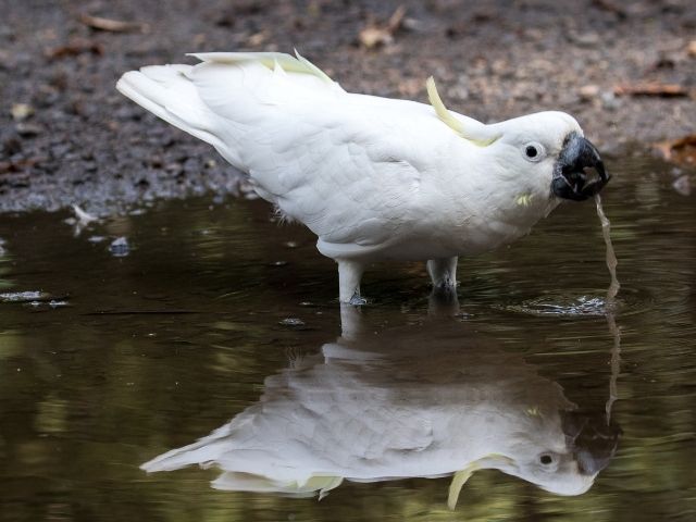 12 Crested Birds of North America (Picturesque Species)