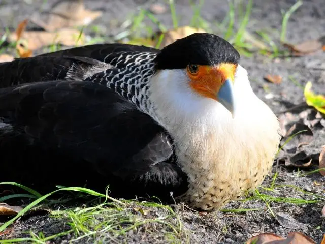 12 Crested Birds of North America (Picturesque Species)