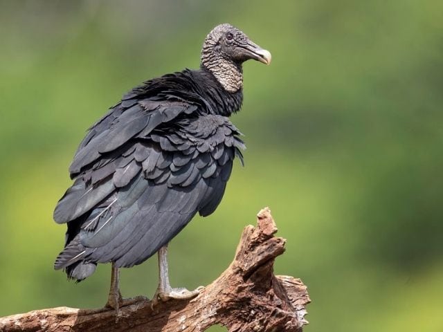 21 Florida Birds of Prey: Fun Facts About These Raptors
