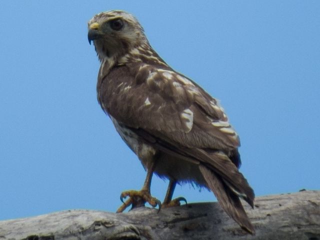 21 Florida Birds of Prey: Fun Facts About These Raptors