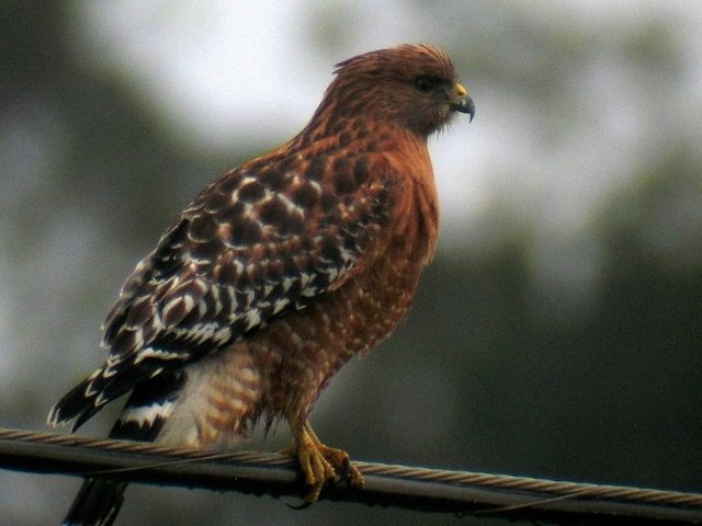 21 Florida Birds of Prey: Fun Facts About These Raptors