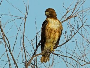Hawks in Missouri: Guide to ID All 9 Species (& Location) - BirdingHub