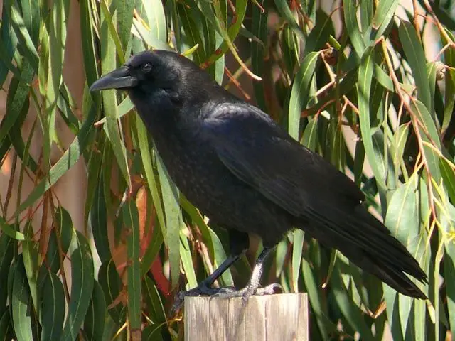 24 Ohio Birds (Common Backyard Species): Where To Find Them - BirdingHub