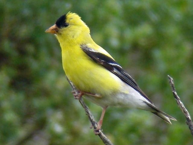 24 Ohio Birds (Common Backyard Species): Where To Find Them - BirdingHub