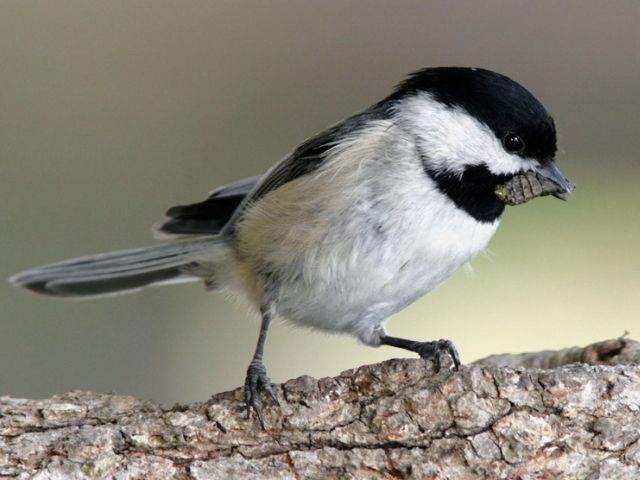 Texas Birds: 21 Colorful Species To Spot (In Your Backyard) - BirdingHub