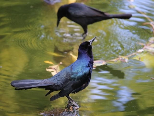 24 Ohio Birds (Common Backyard Species): Where To Find Them - BirdingHub