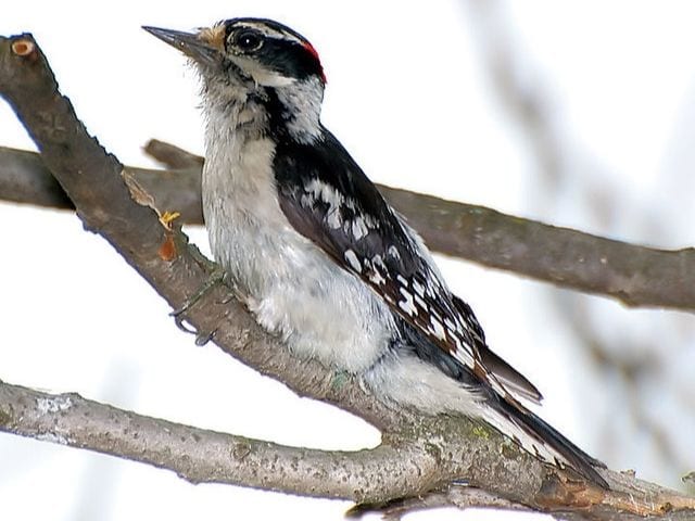 24 Ohio Birds (Common Backyard Species): Where To Find Them - BirdingHub