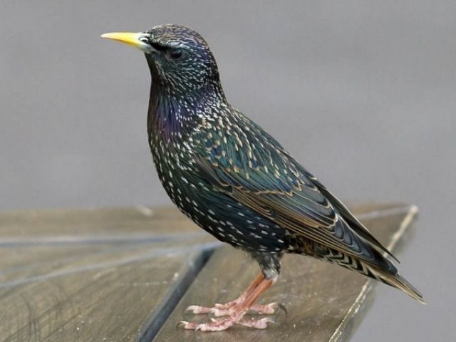 24 Ohio Birds (Common Backyard Species): Where To Find Them - BirdingHub