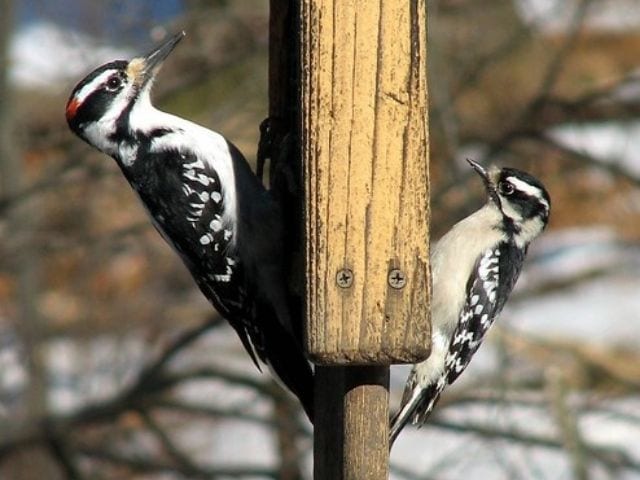 24 Ohio Birds (Common Backyard Species): Where To Find Them - BirdingHub