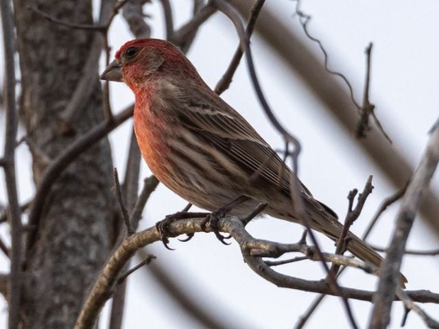 24 Ohio Birds (Common Backyard Species): Where To Find Them - BirdingHub