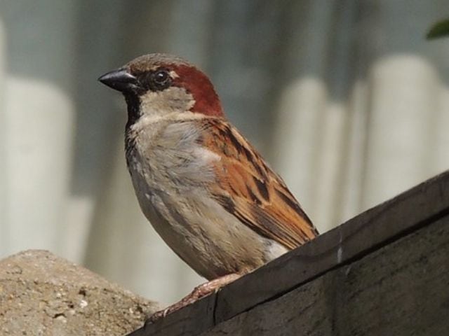 24 Ohio Birds (Common Backyard Species): Where To Find Them - BirdingHub