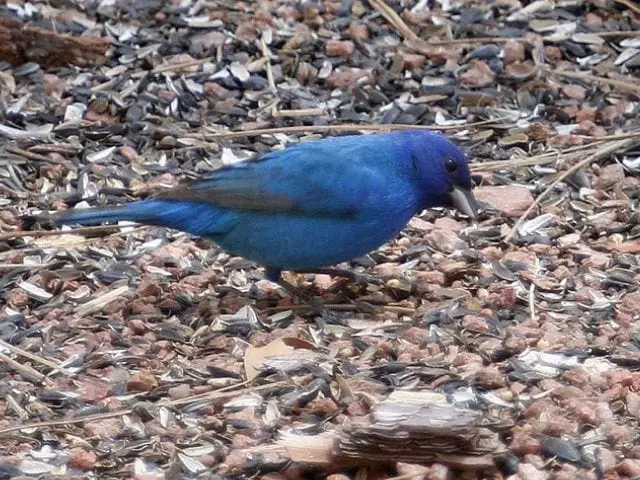 24 Ohio Birds (Common Backyard Species): Where To Find Them - BirdingHub