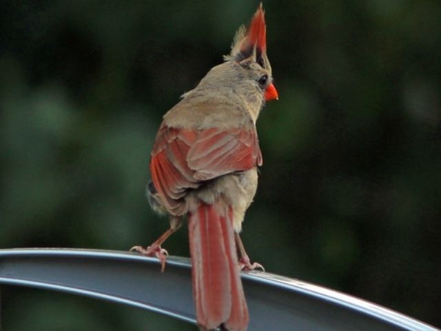 24 Ohio Birds (Common Backyard Species): Where To Find Them - BirdingHub