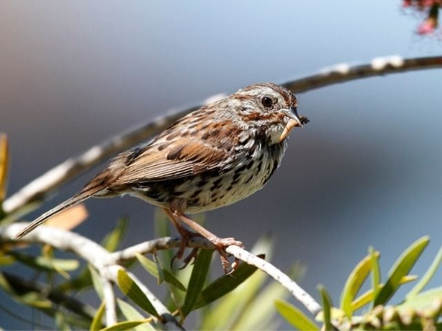 24 Ohio Birds (Common Backyard Species): Where To Find Them - BirdingHub