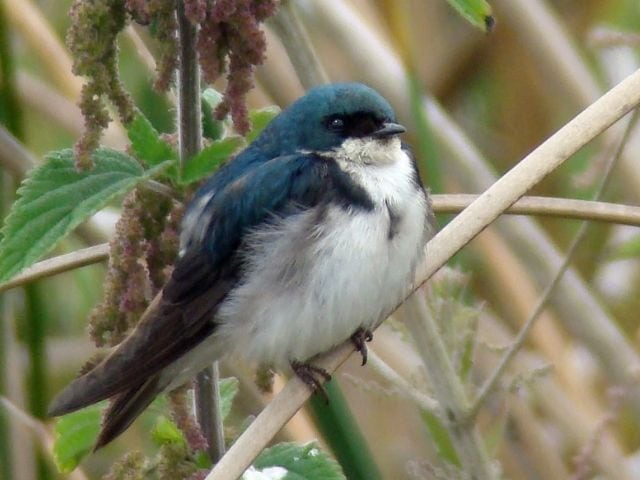 24 Ohio Birds (Common Backyard Species): Where To Find Them - BirdingHub