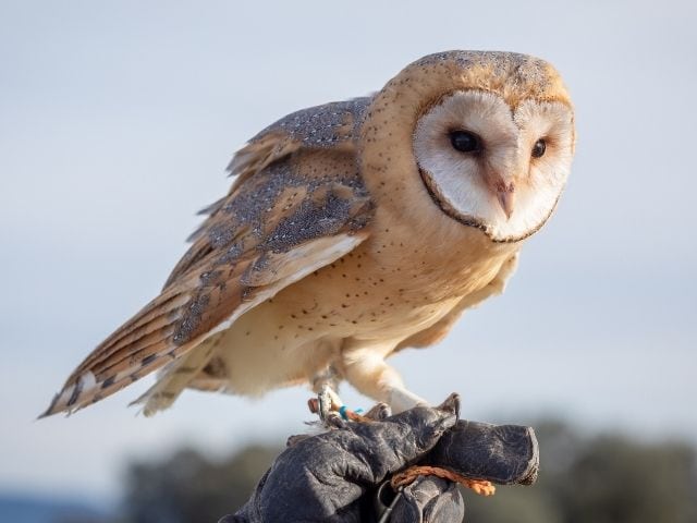 Owl Leg Facts: Are They Really That Long? (& Why?)
